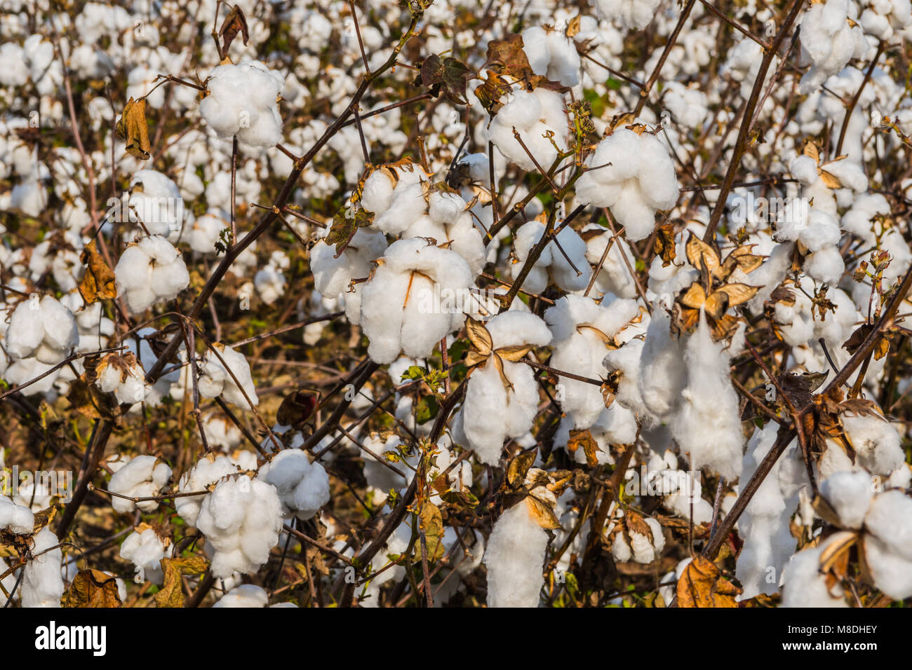 Cotton trees blossom hi-res stock photography and images - Alamy