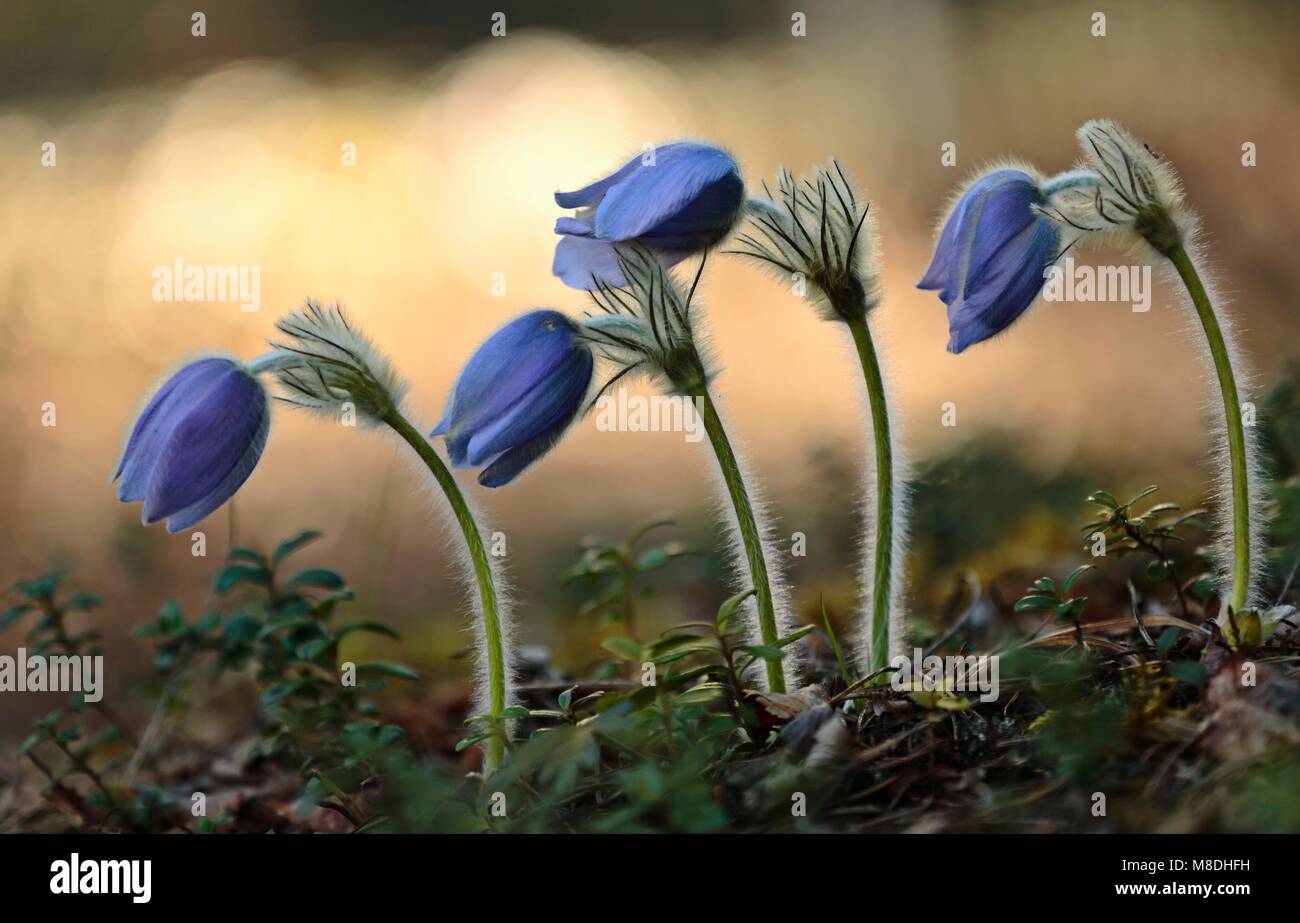 Rare and beautiful Spring pasque flowers blooming in a forest Stock ...