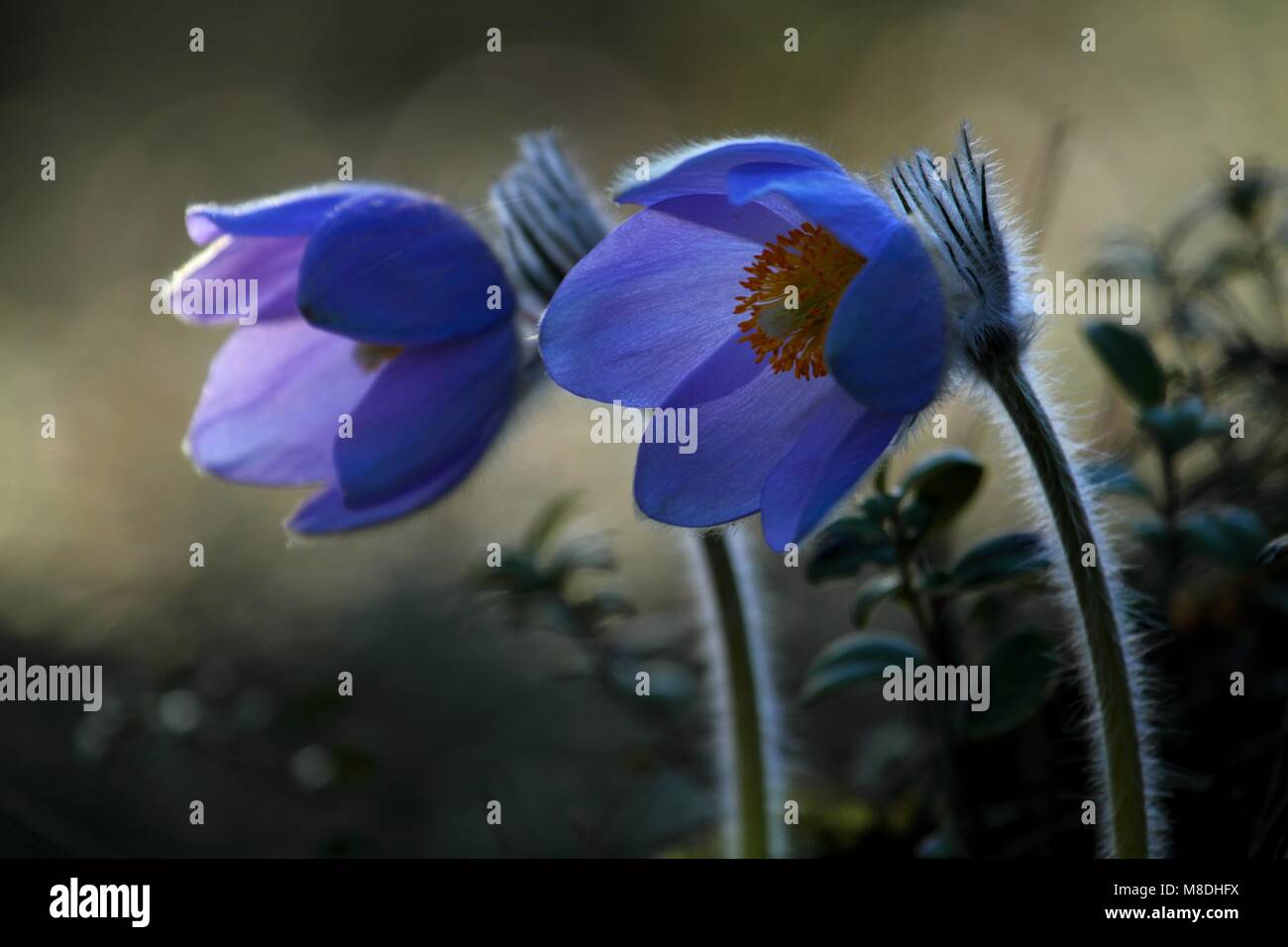 Rare and beautiful Spring pasque flowers blooming in a forest Stock ...
