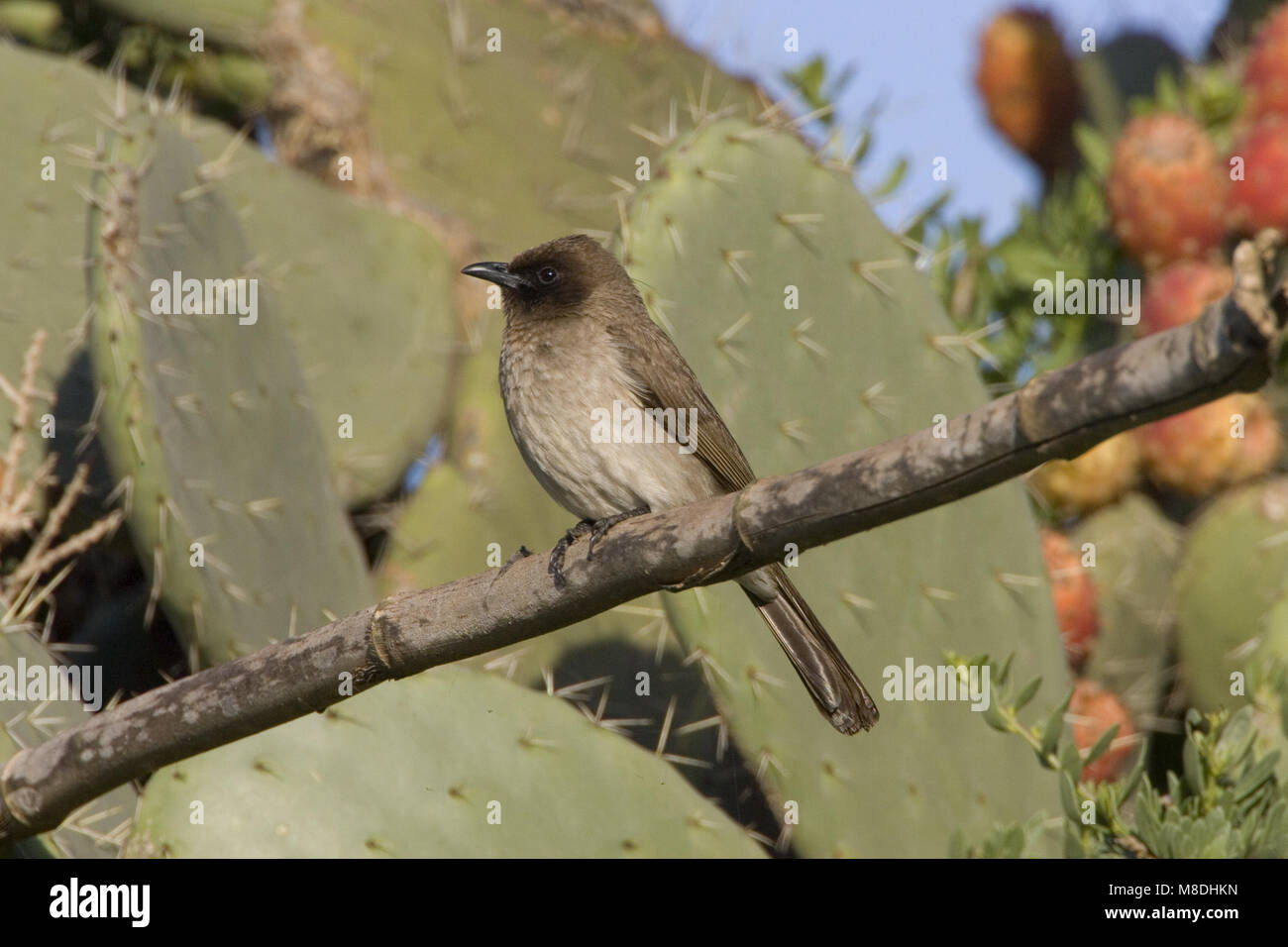 Common bulbul bird hi-res stock photography and images - Alamy