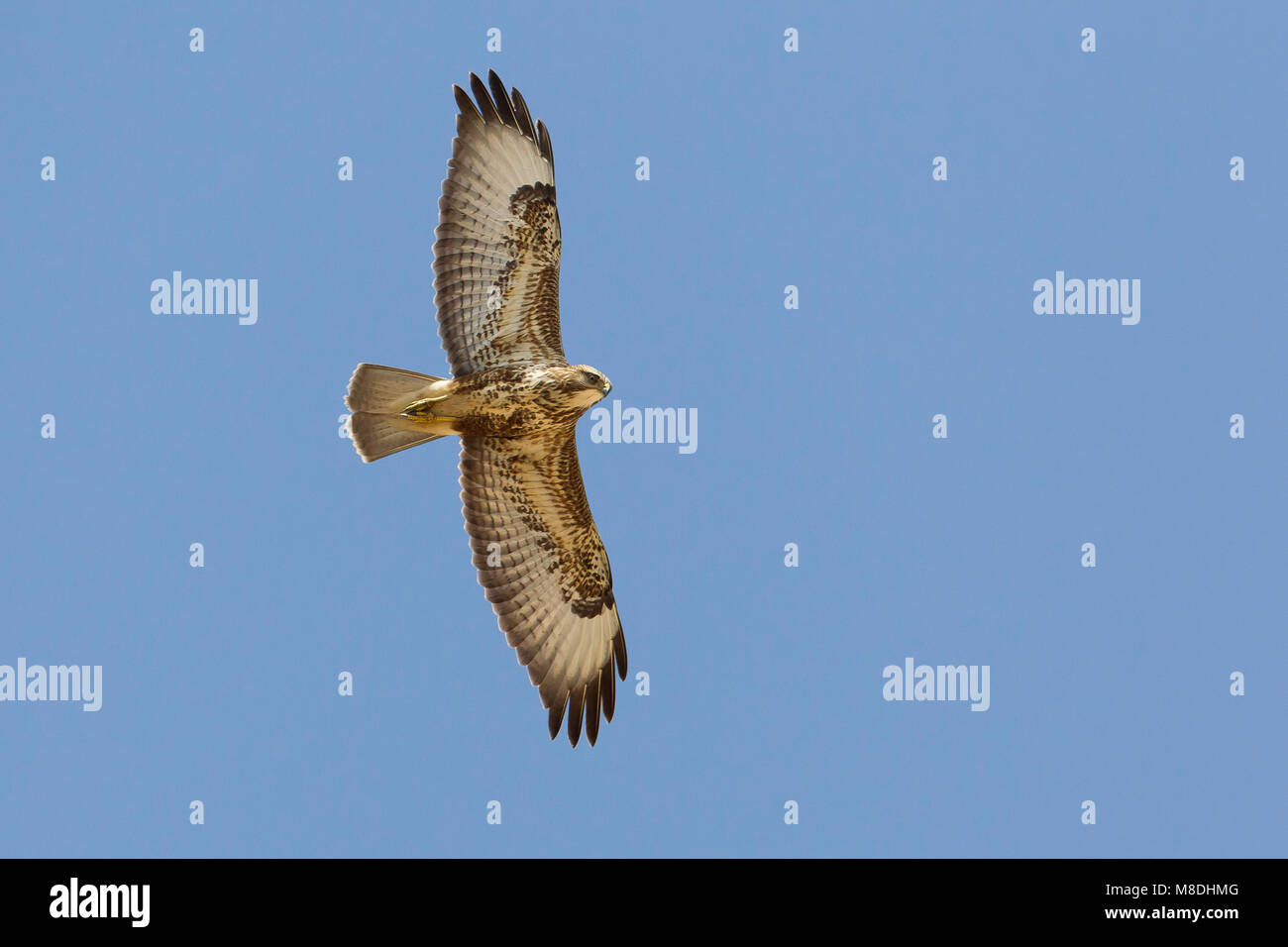Steppe buzzard in flight hi-res stock photography and images - Alamy