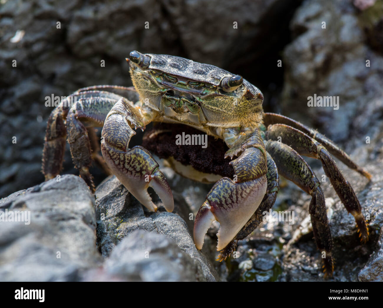 Crab Pauses While Scurrying Across Rocks in tide pool Stock Photo - Alamy