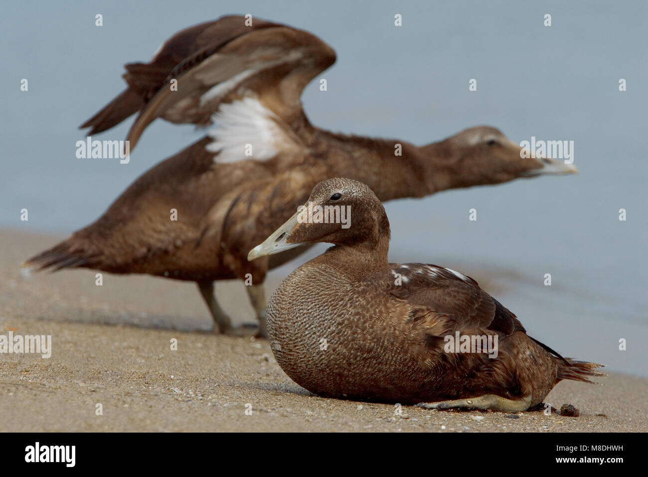 Vrouwtje Eider in zit; Female Common Eider on the beach Stock Photo - Alamy