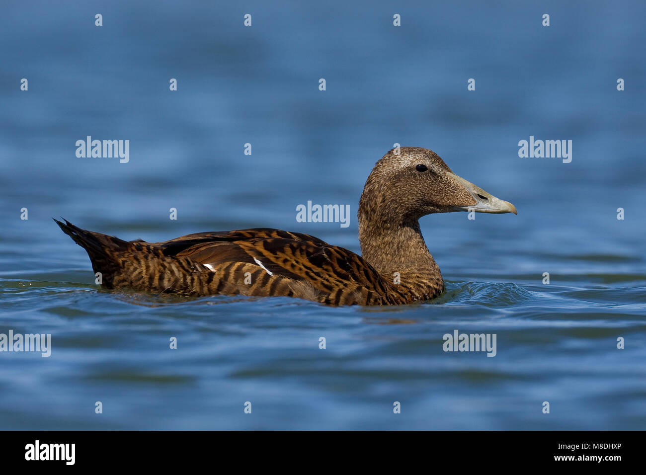 Eider vrouwtje; Common Eider female Stock Photo - Alamy