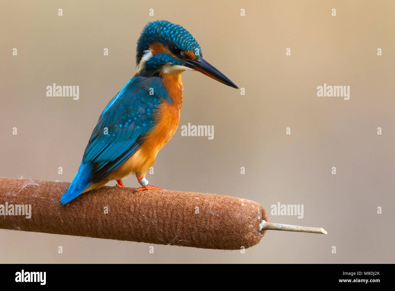 Vrouwtje IJsvogel; Female Common Kingfisher Stock Photo - Alamy