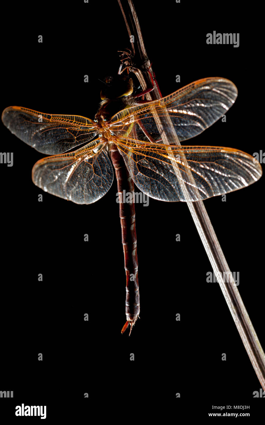 Brown Hawker Dragonfly Uk Stock Photos & Brown Hawker Dragonfly Uk ...