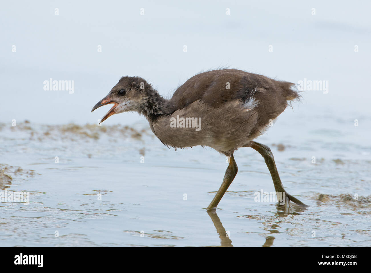Onvolwassen Waterhoen; Immature Common Moorhen Stock Photo - Alamy