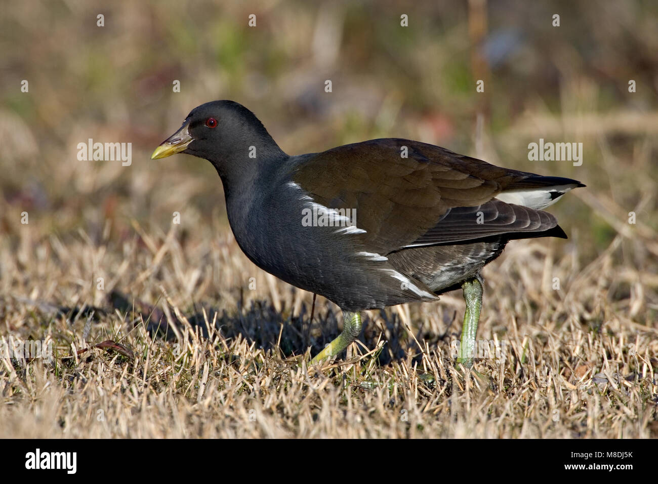 Waterhoen; Common Moorhen Stock Photo - Alamy
