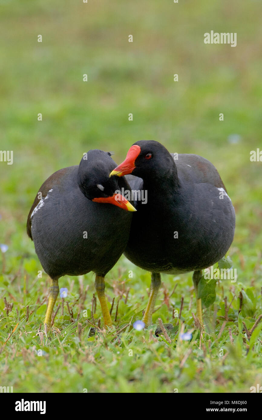 Volwassen Waterhoen; Adult Common Moorhen Stock Photo - Alamy