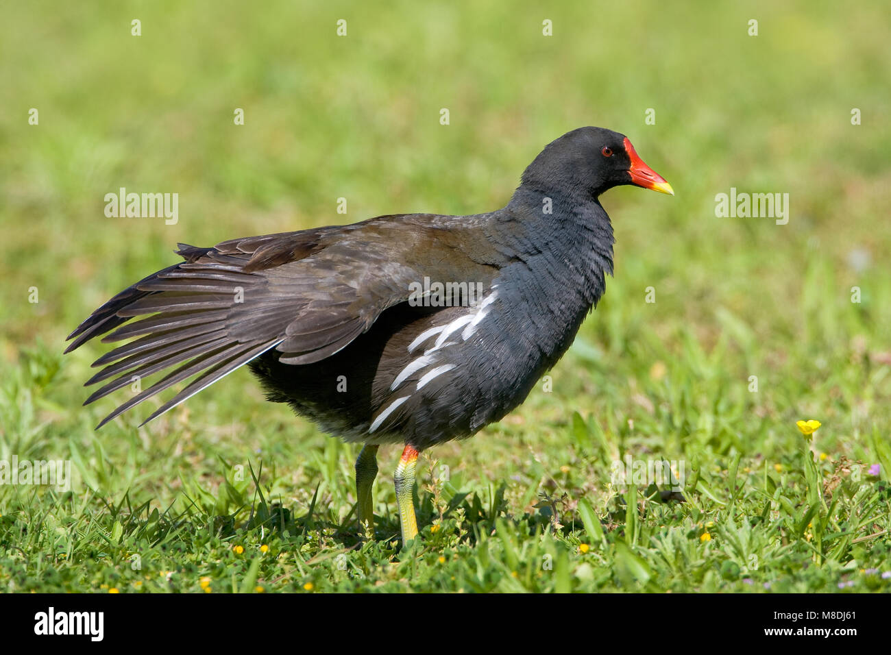 Volwassen Waterhoen; Adult Common Moorhen Stock Photo - Alamy