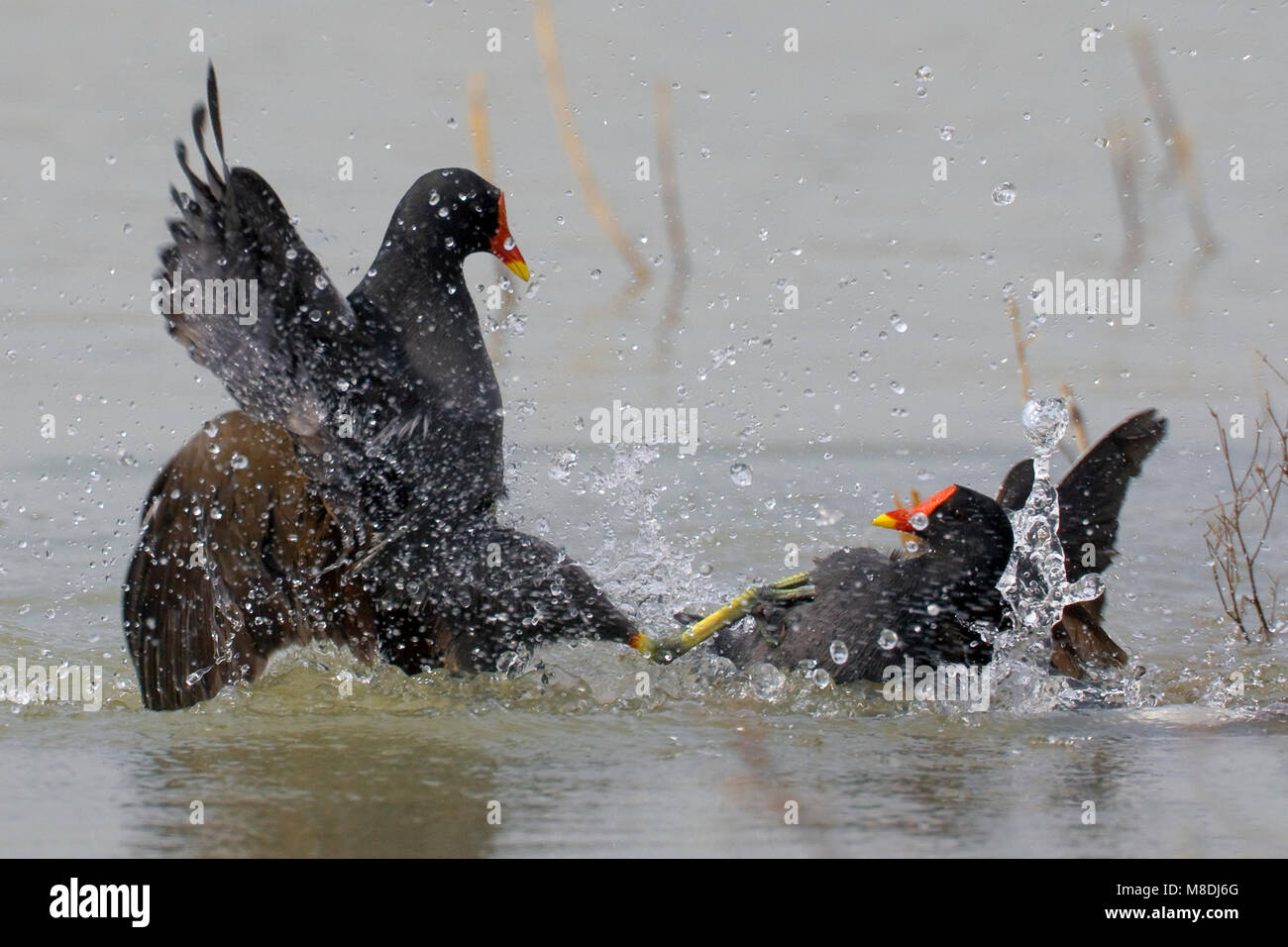 Moorhen water bird hi-res stock photography and images - Alamy