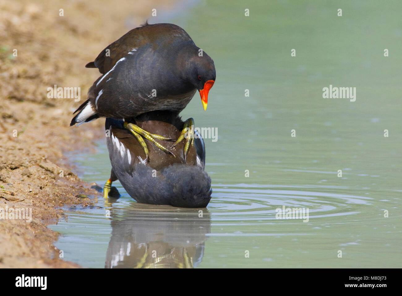 Waterhoen parend; Moorhen mating Stock Photo - Alamy