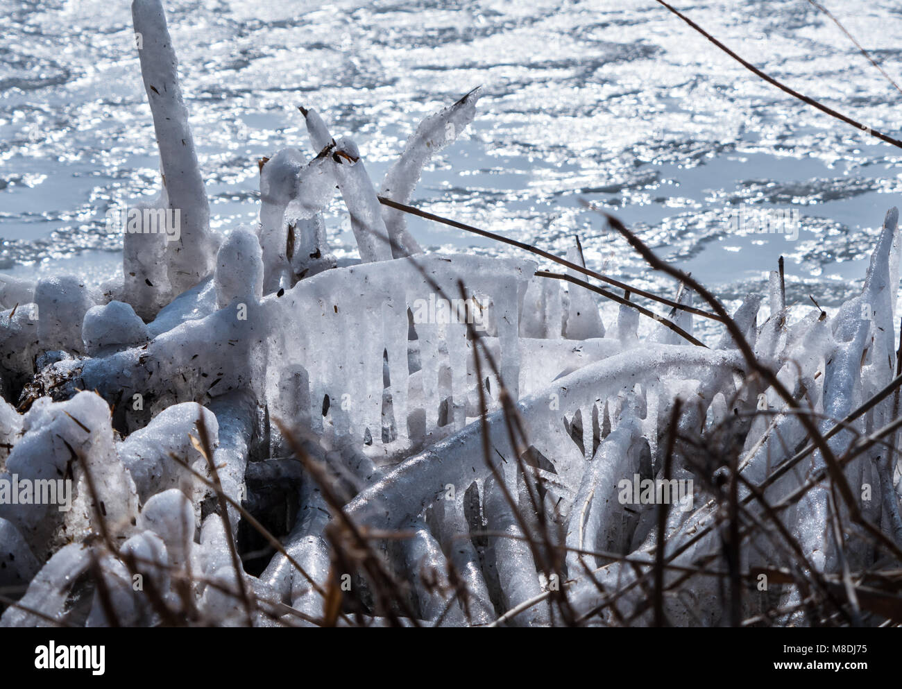 Frozen reeds in winter Stock Photo - Alamy