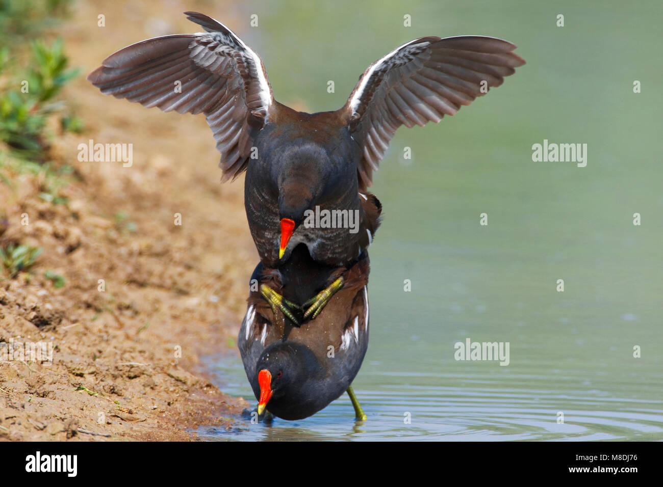 Waterhoen parend; Moorhen mating Stock Photo - Alamy