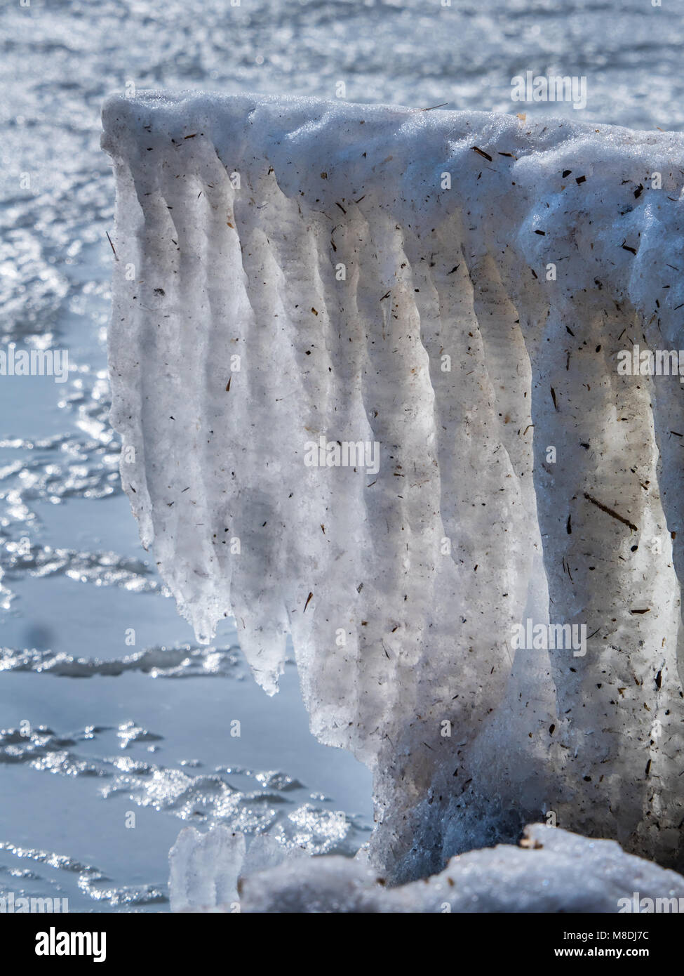 Frozen reeds in winter Stock Photo - Alamy