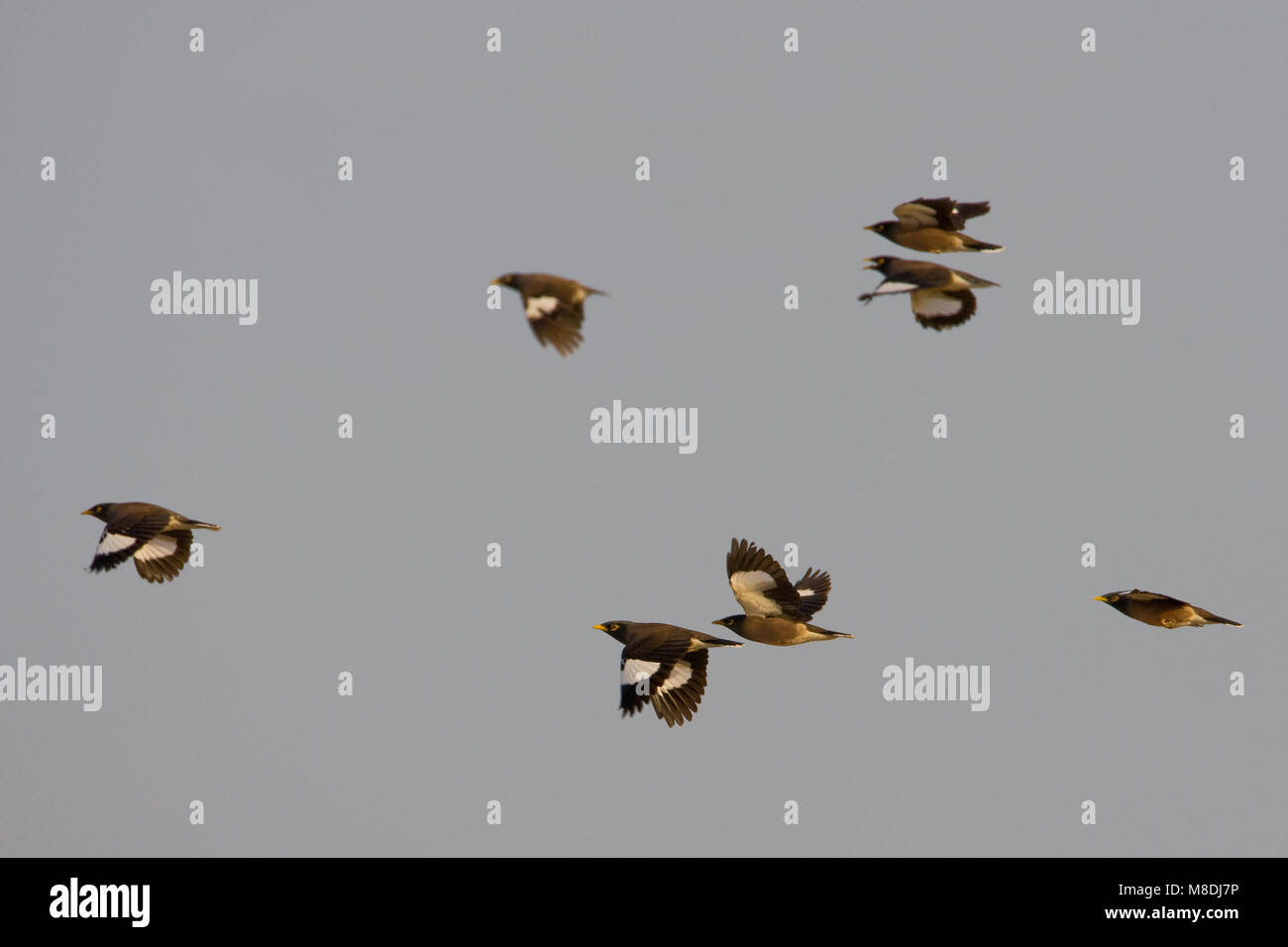 Myna in flight hi-res stock photography and images - Alamy