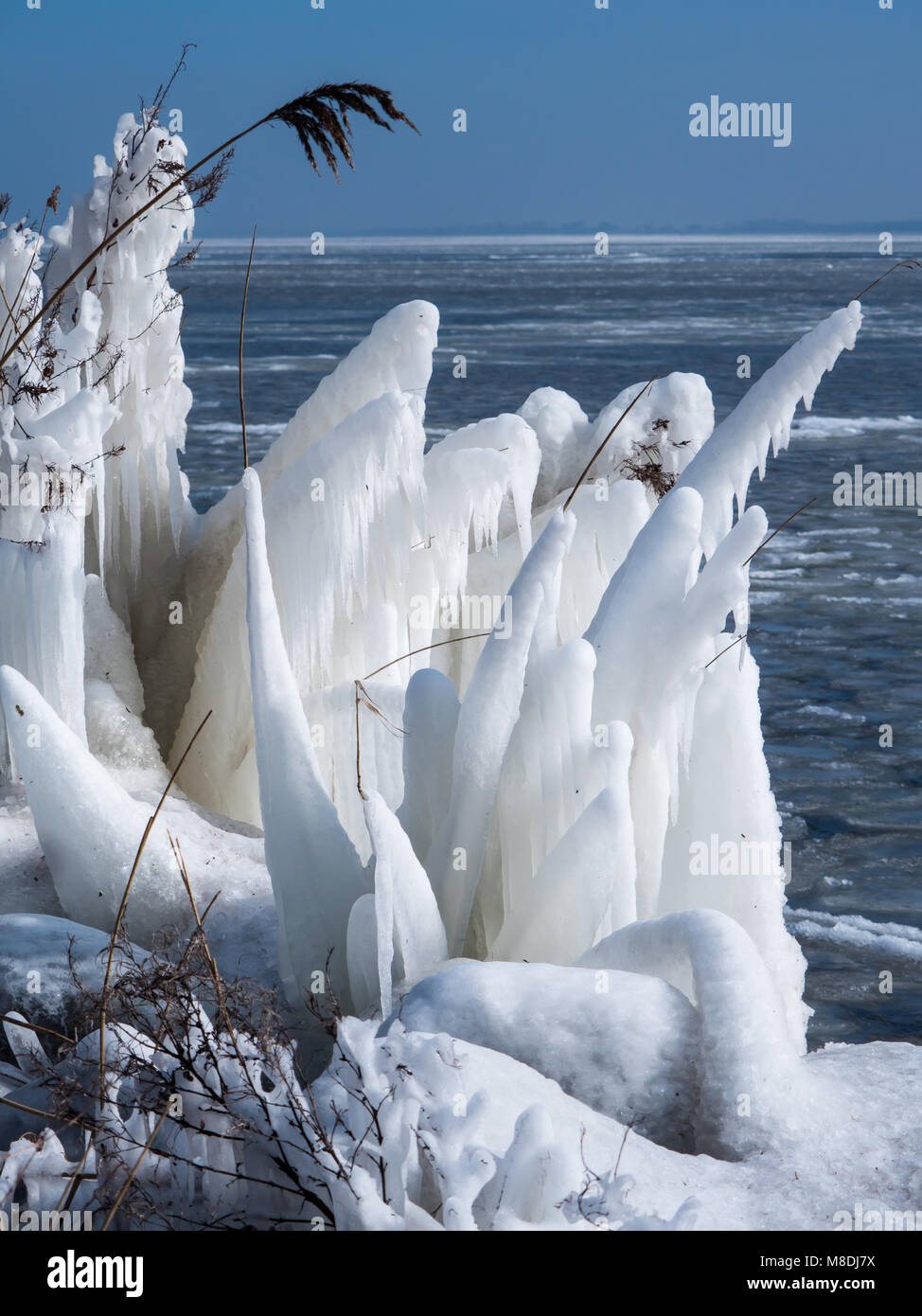 Frozen reeds in winter Stock Photo - Alamy