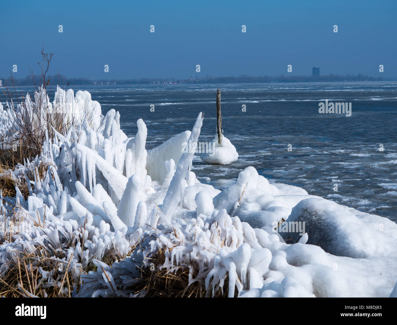 Frozen reeds in winter hi-res stock photography and images - Alamy