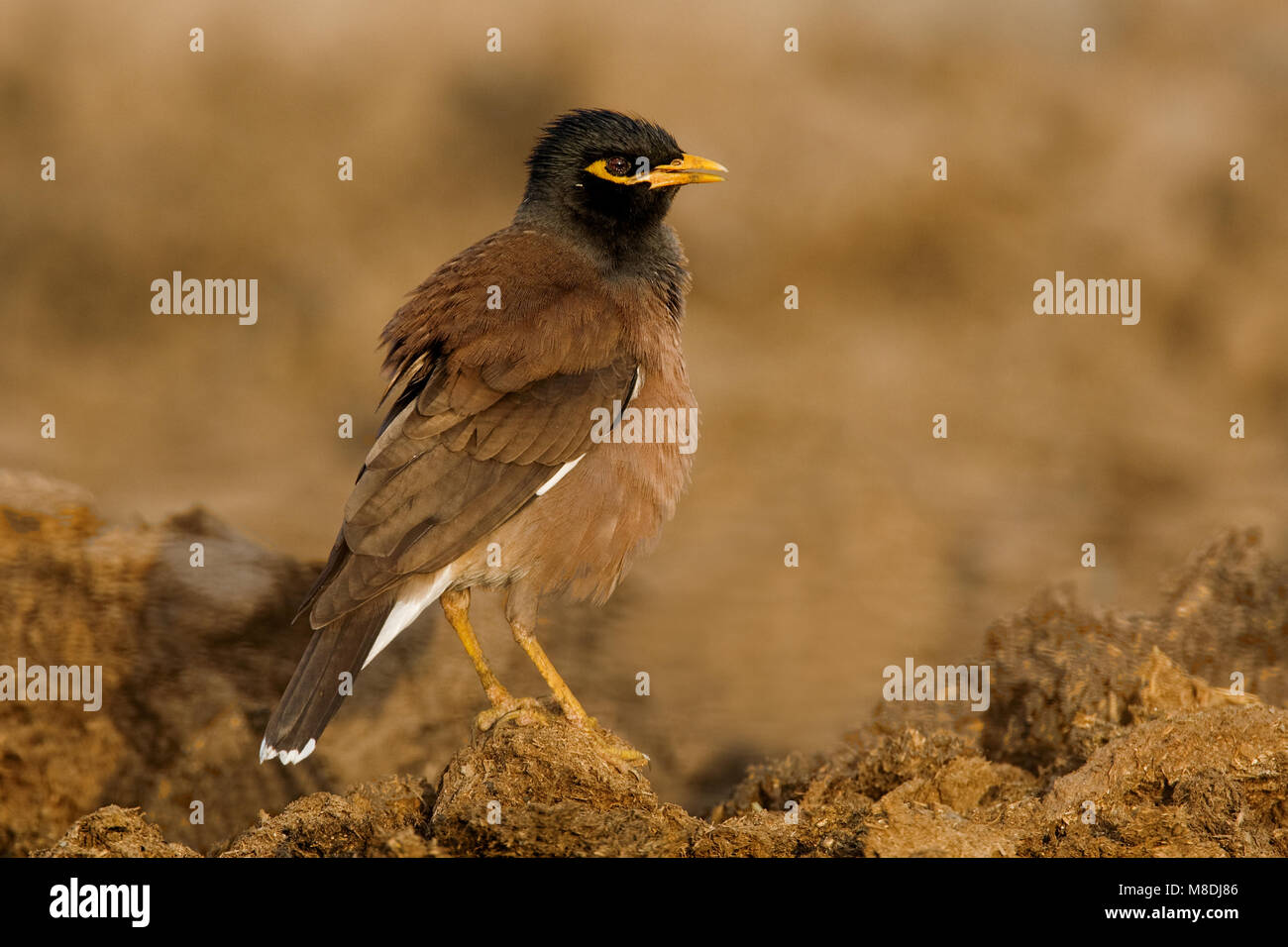 Common myna hi-res stock photography and images - Alamy