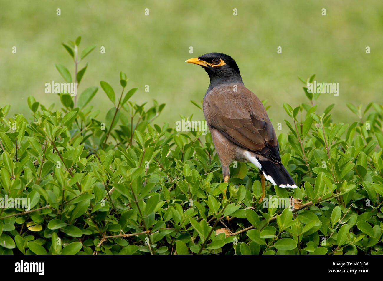Common myna hi-res stock photography and images - Alamy