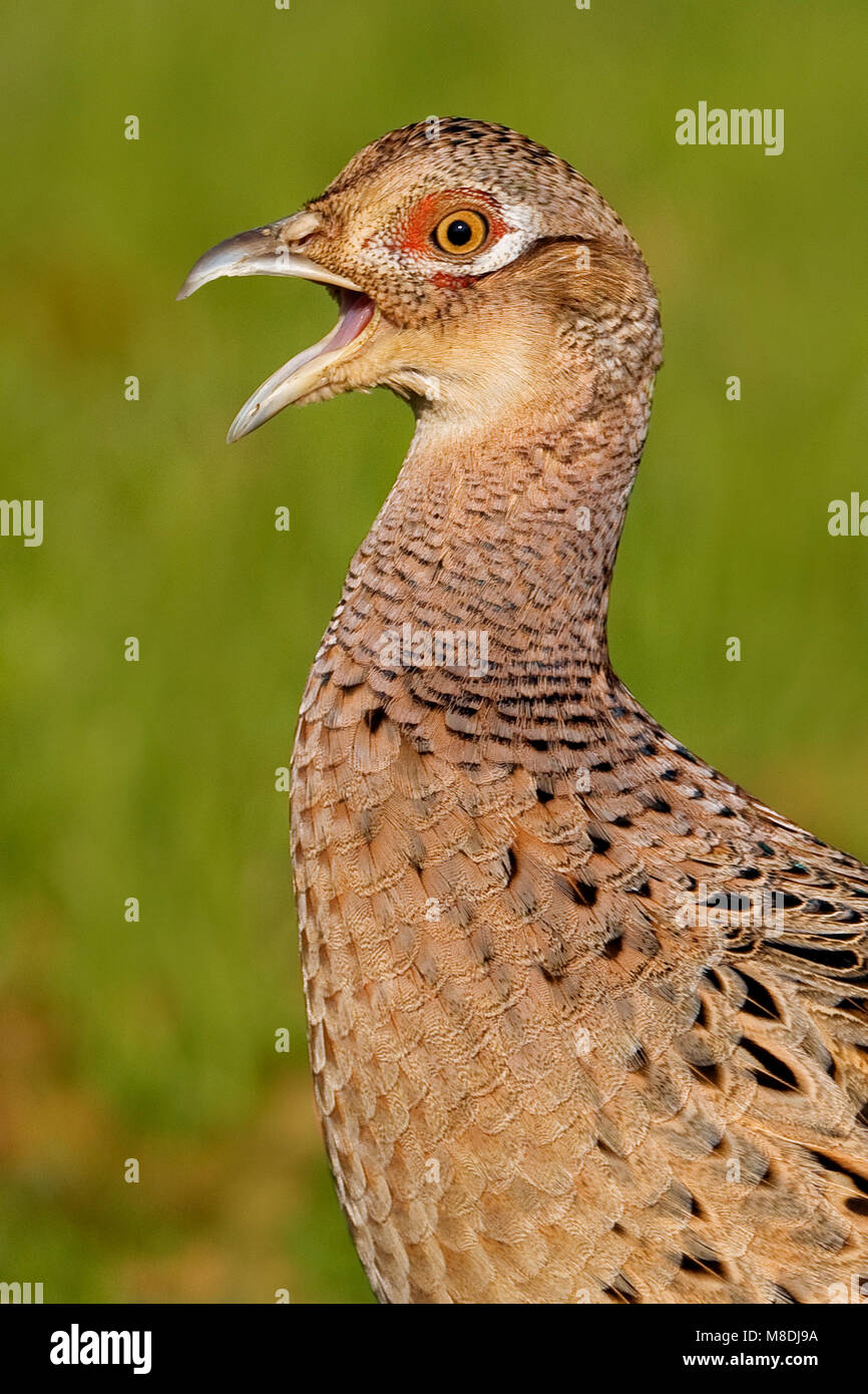 Young pheasant hi-res stock photography and images - Alamy