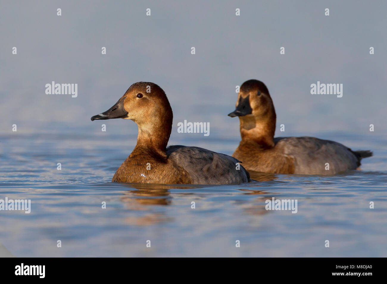 Vrouwtje Tafeleend; Female Common Pochard Stock Photo - Alamy