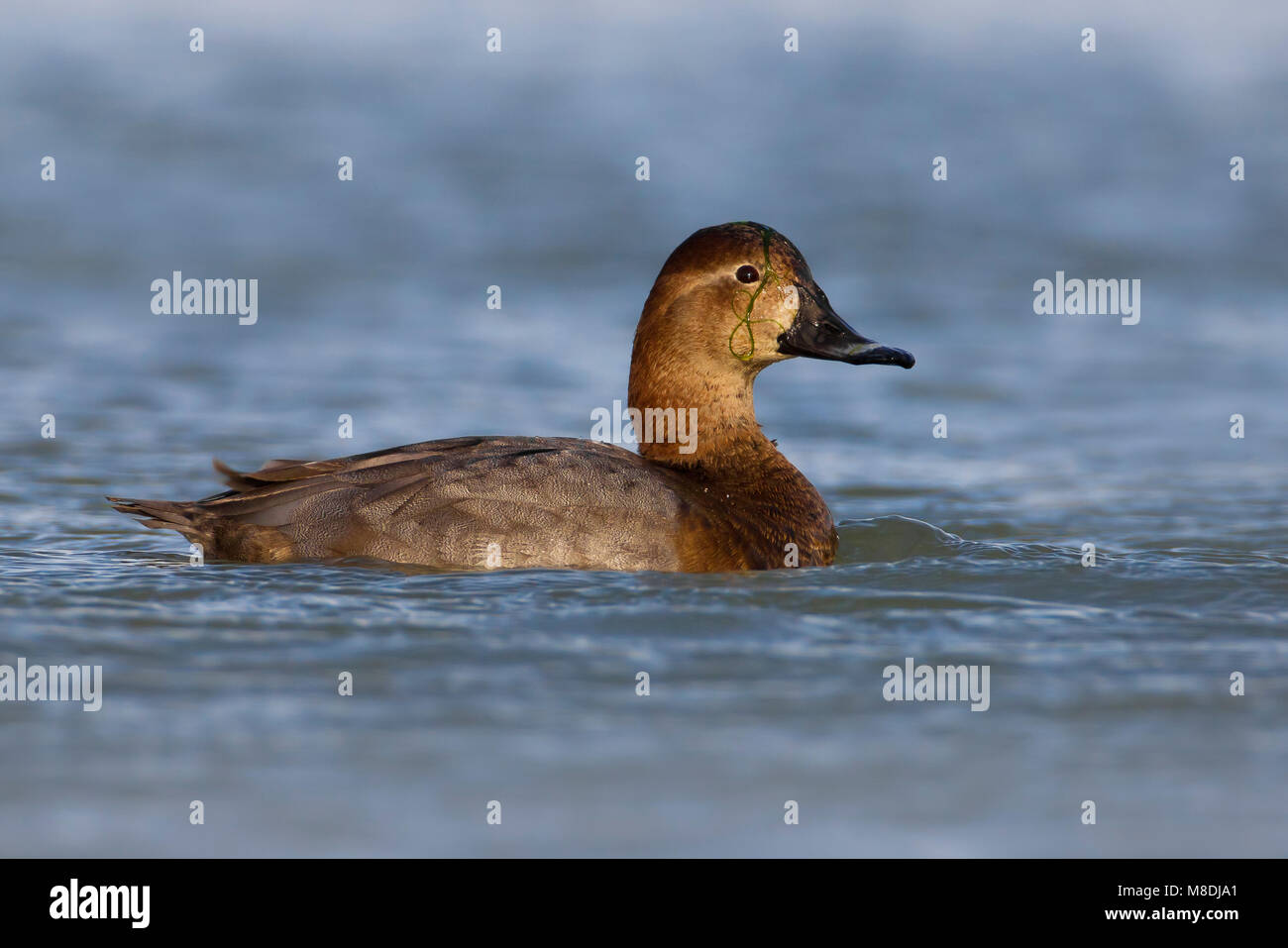 Vrouwtje Tafeleend; Female Common Pochard Stock Photo - Alamy