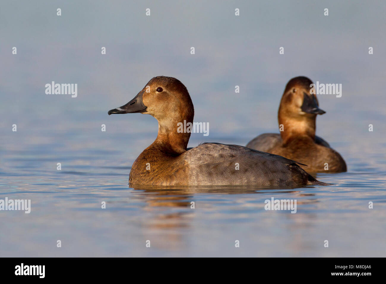 Vrouwtje Tafeleend; Female Common Pochard Stock Photo - Alamy