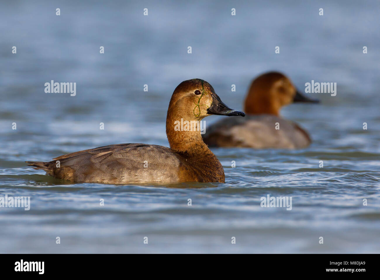 Common pochard aythya ferina adult female hi-res stock photography and ...