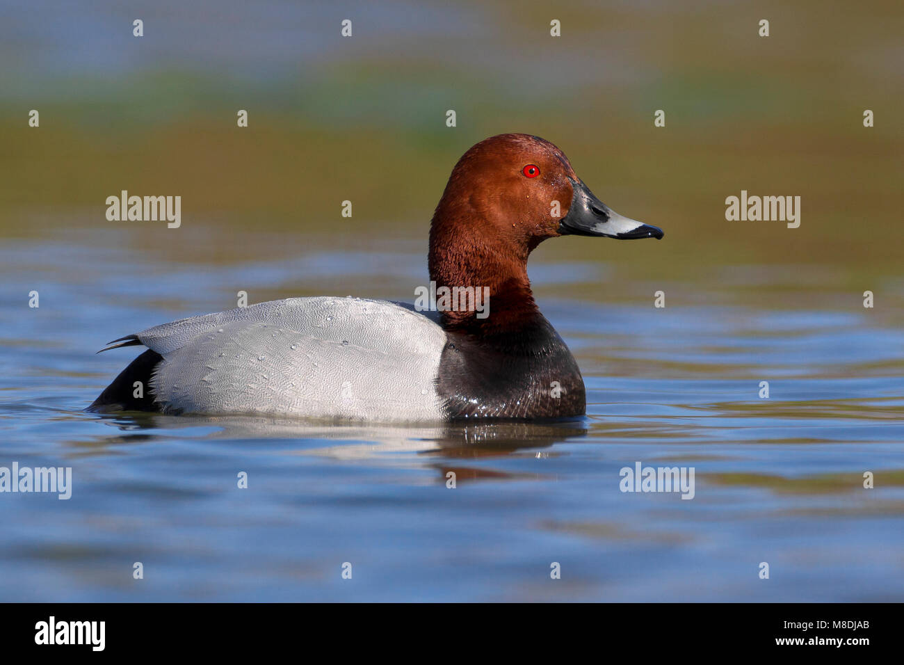 Mannetje Tafeleend; Male Common Pochard Stock Photo - Alamy