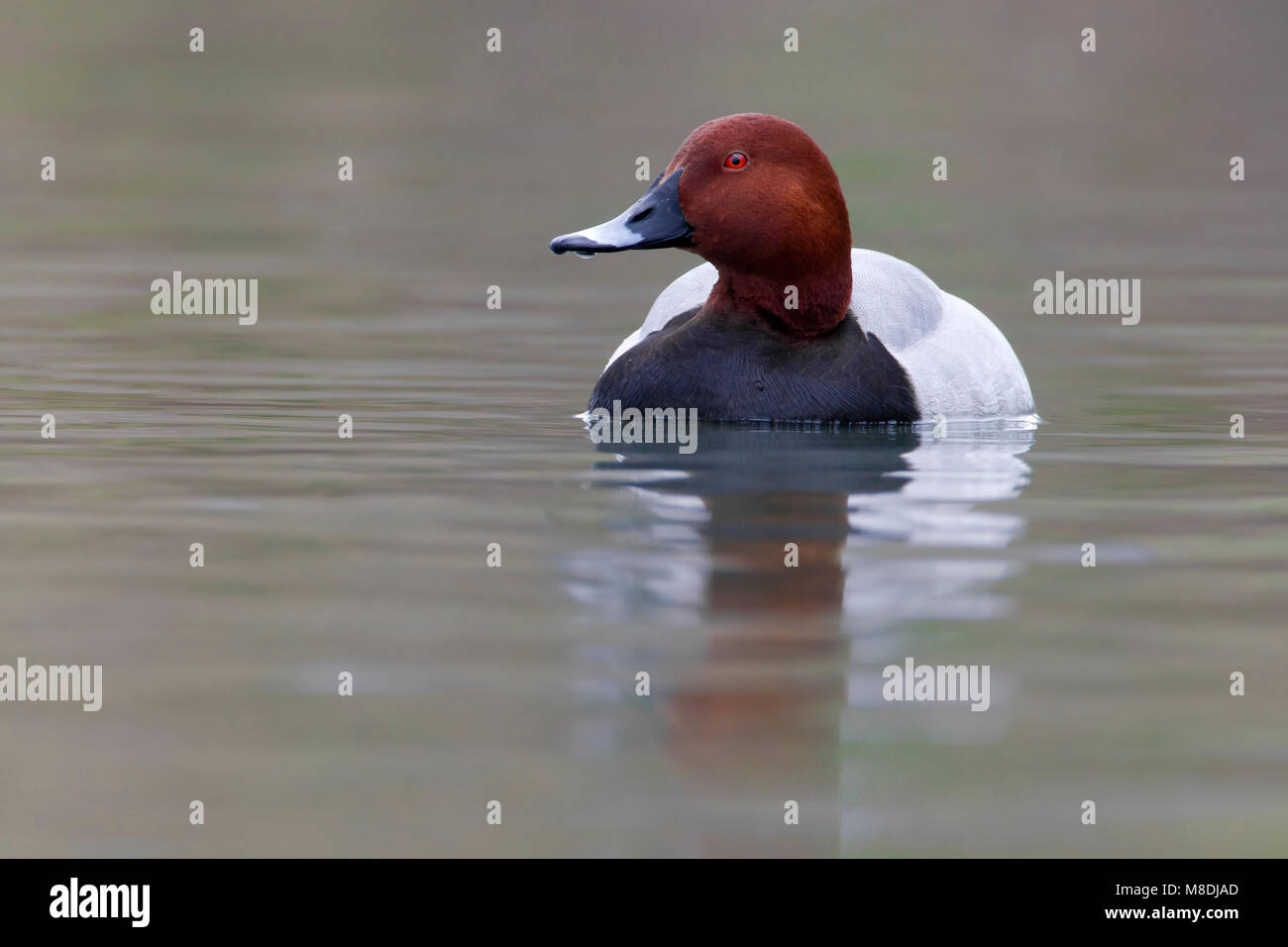 Mannetje Tafeleend; Male Common Pochard Stock Photo - Alamy
