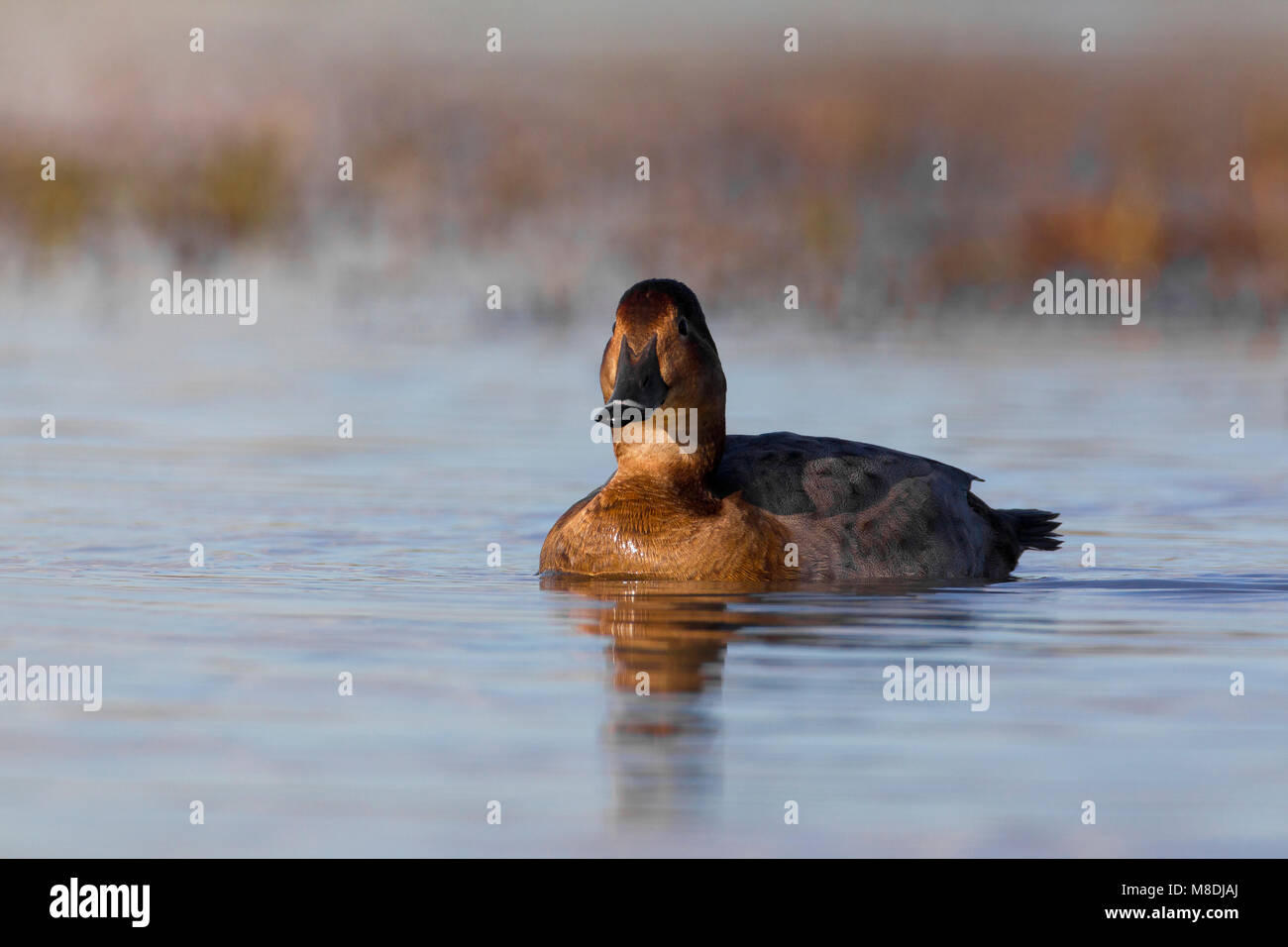 Vrouwtje Tafeleend; Female Common Pochard Stock Photo - Alamy