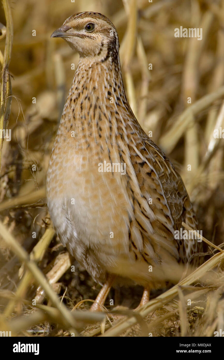 Common Quail; Kwartel Stock Photo - Alamy