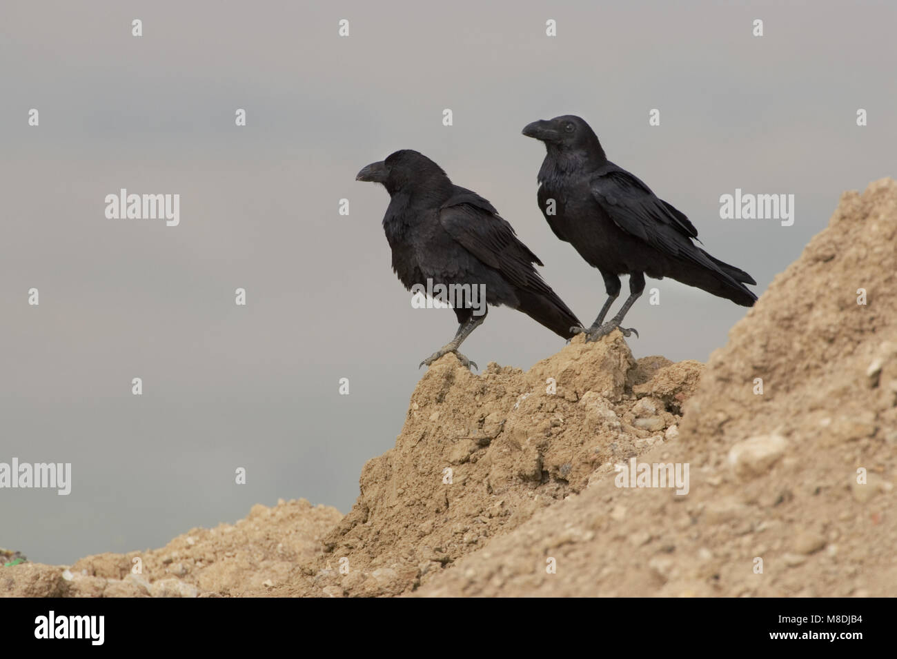 Common Raven perched; Raaf zittend Stock Photo - Alamy
