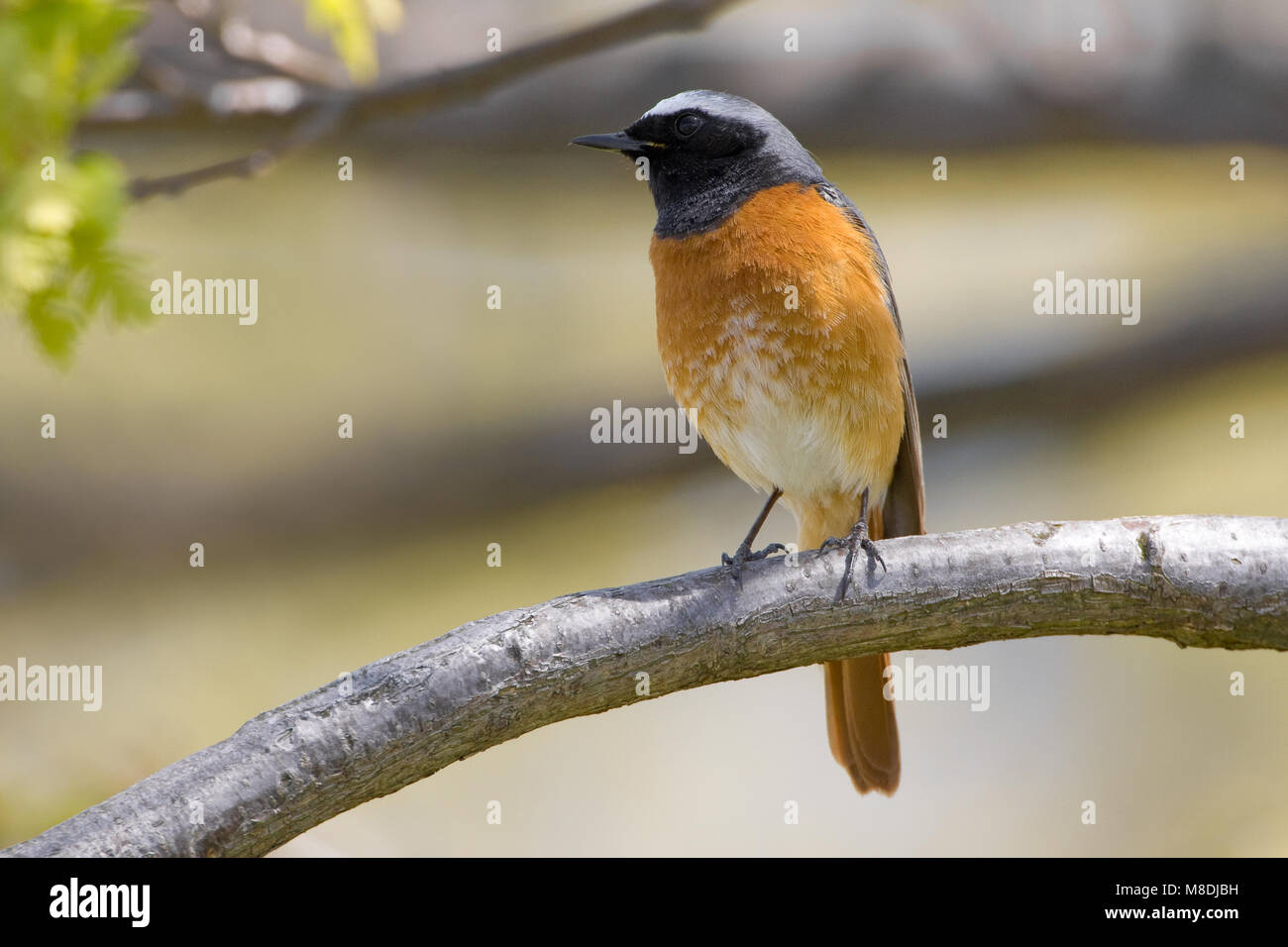 Male Common Redstart High Resolution Stock Photography and Images - Alamy