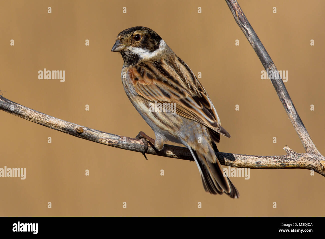 Male reed bunting hi-res stock photography and images - Alamy