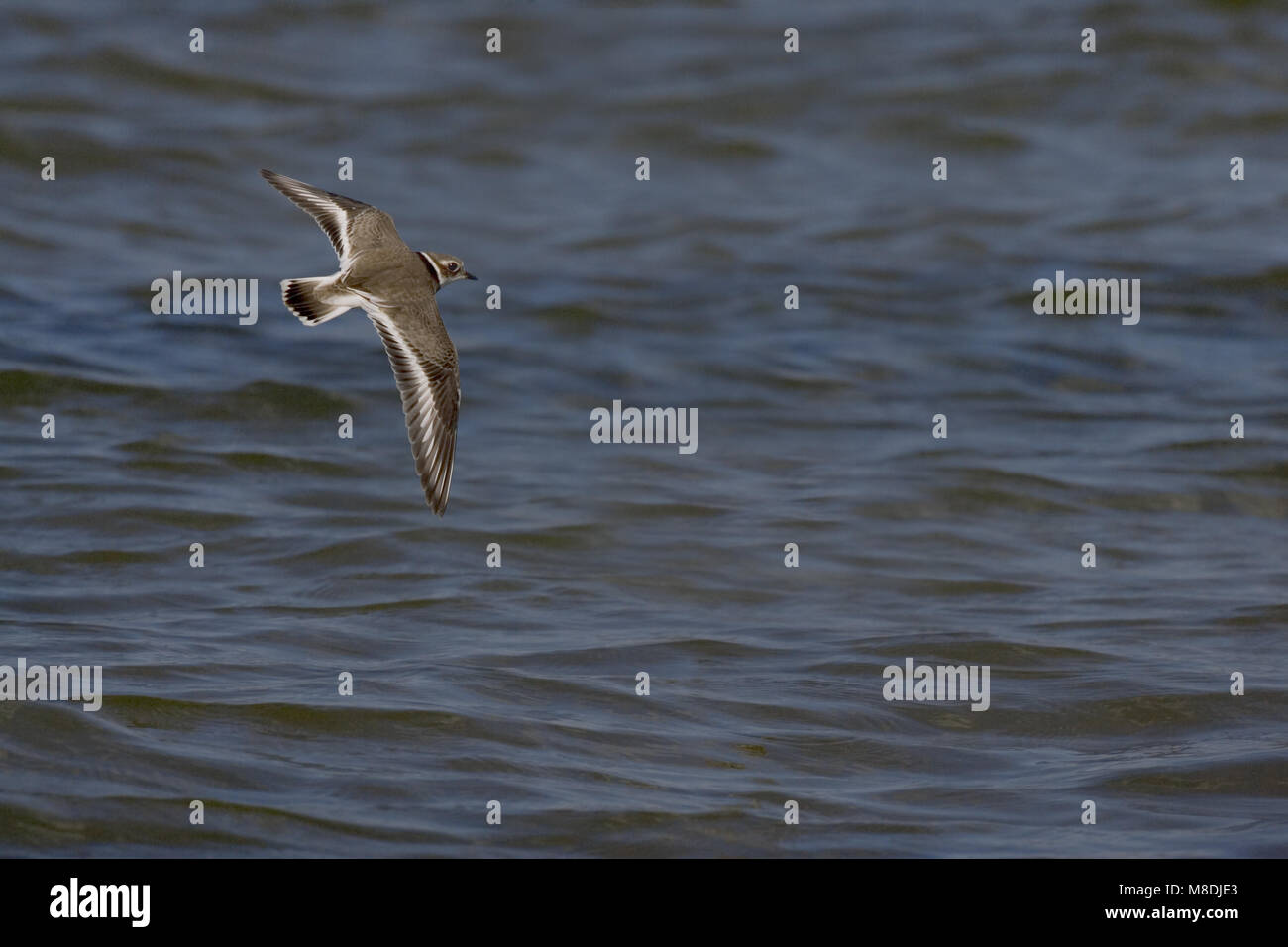 Plover in flight hi-res stock photography and images - Alamy