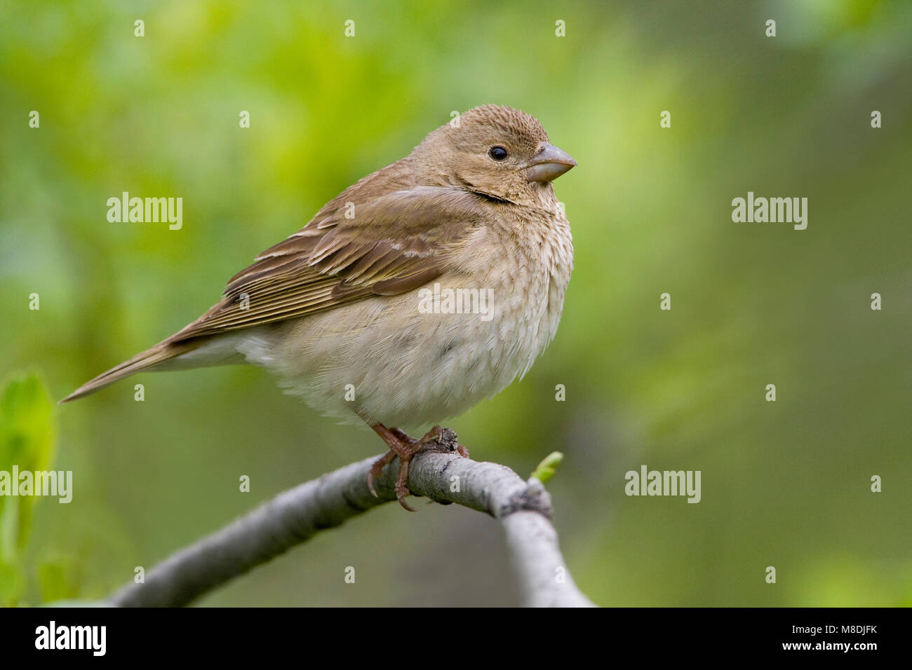 Female rosefinch hi-res stock photography and images - Alamy
