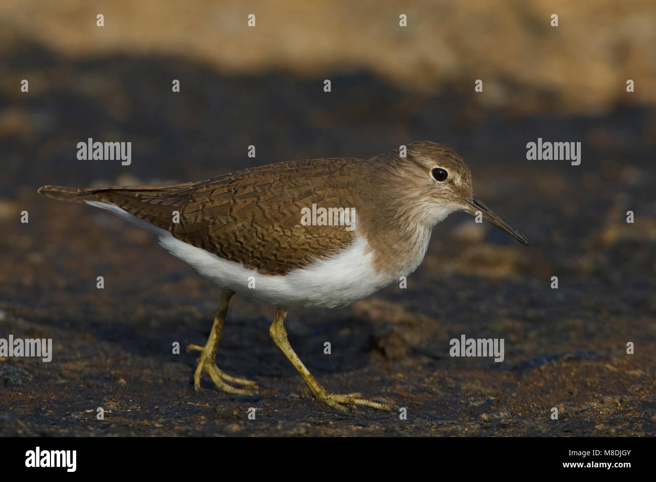 Oeverloper in eerste winterkleed; Common Sandpiper in first winter ...
