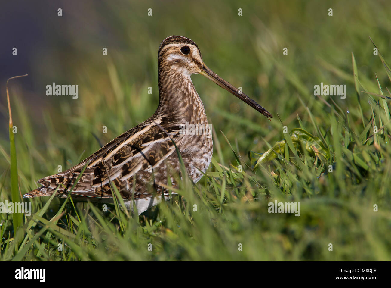 Watersnip in het gras, Common Snipe in grass Stock Photo - Alamy