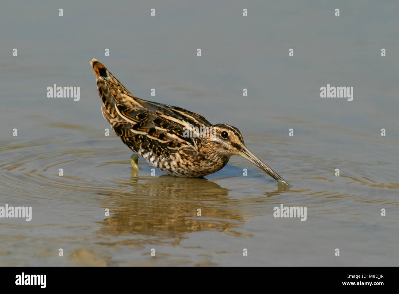Common Snipe standing in the water; Watersnip staand in het water Stock ...