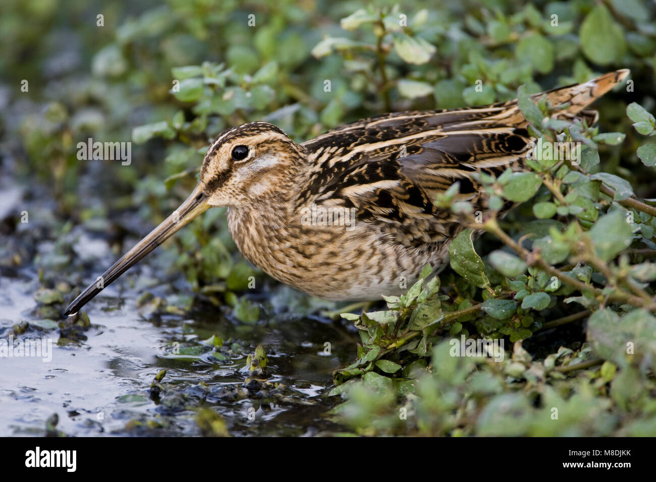 Watersnip aan waterkant; Common Snipe at water edge Stock Photo - Alamy