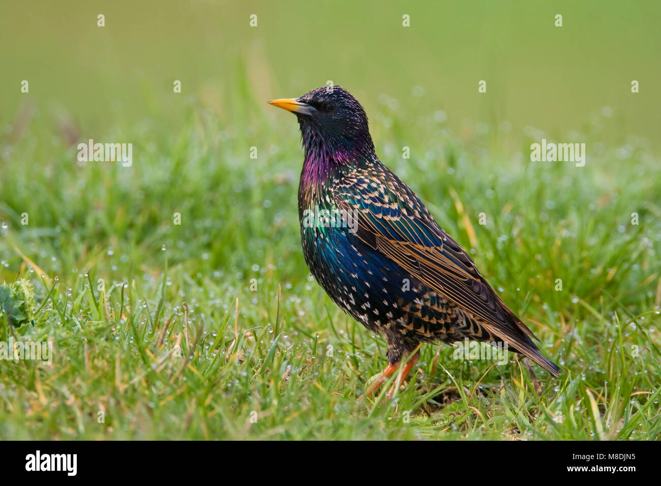 Starling summer plumage hi-res stock photography and images - Alamy