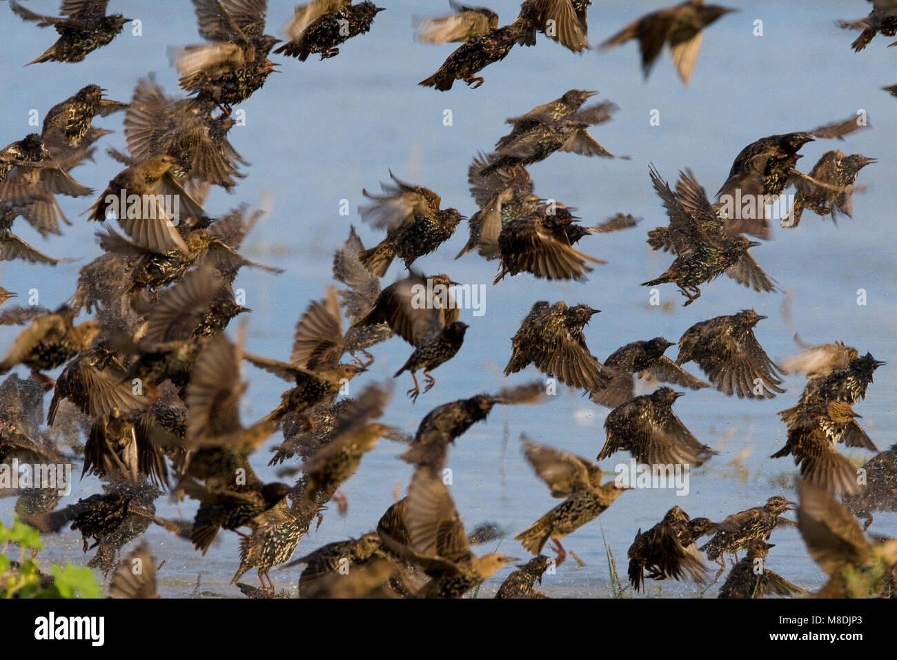 Groep Spreeuwen in de vlucht; Groep of Common Starlings in flight Stock ...