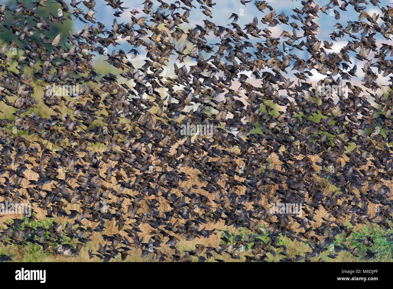 Groep Spreeuwen in de vlucht; Groep of Common Starlings in flight Stock ...