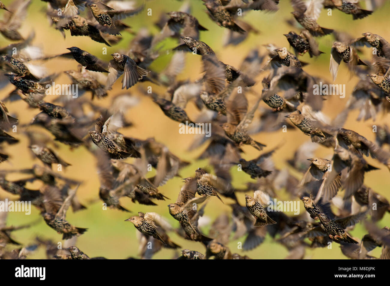Groep Spreeuwen in de vlucht; Groep of Common Starlings in flight Stock ...
