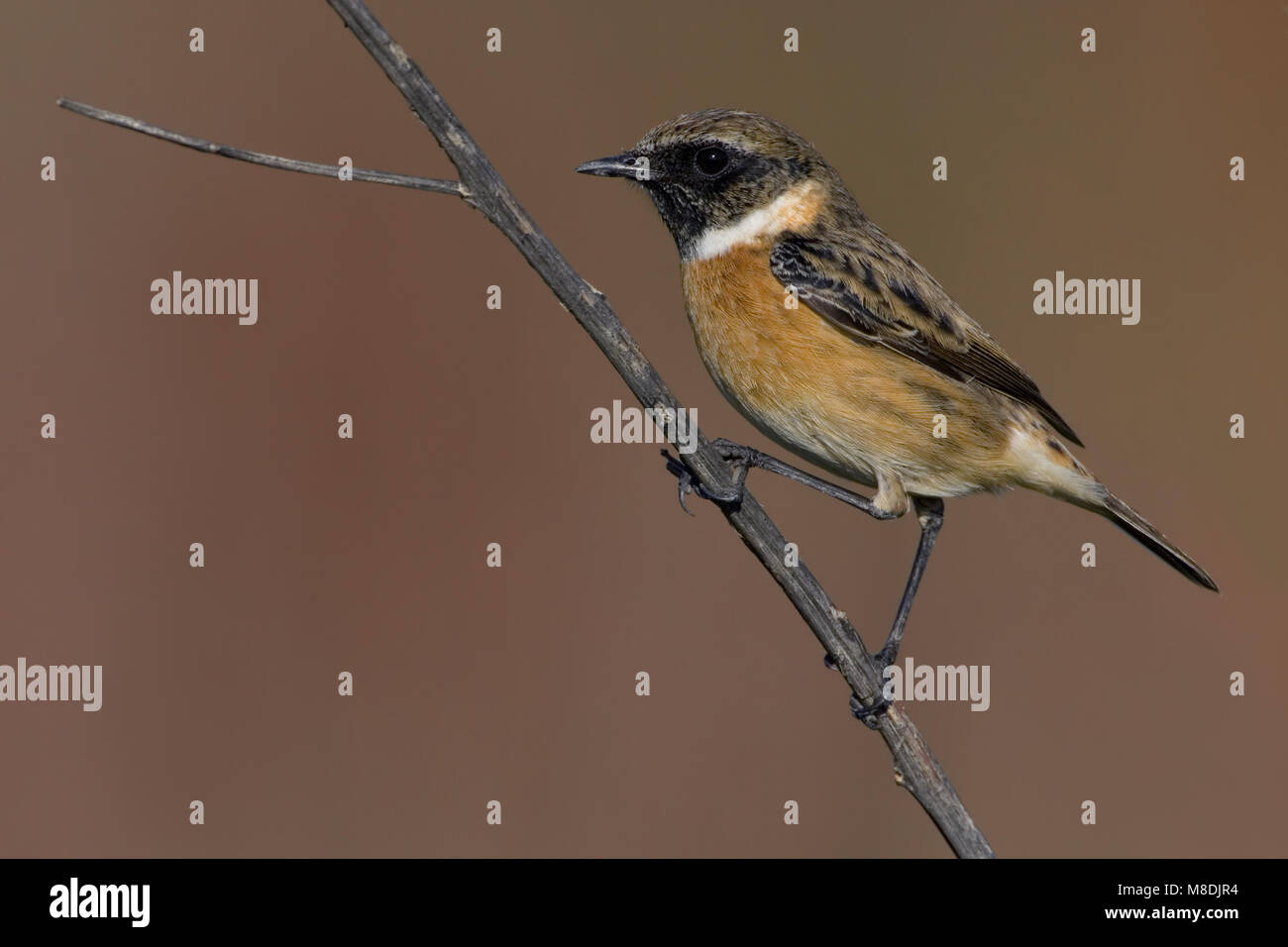 European Stonechat male winterplumage perched; Roodborsttapuit man ...