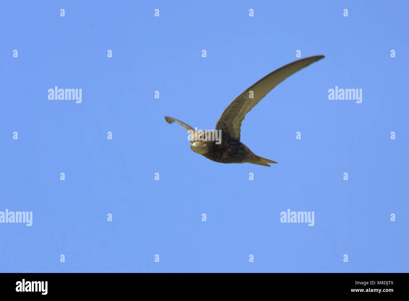 Common Swift Flying High Resolution Stock Photography and Images - Alamy