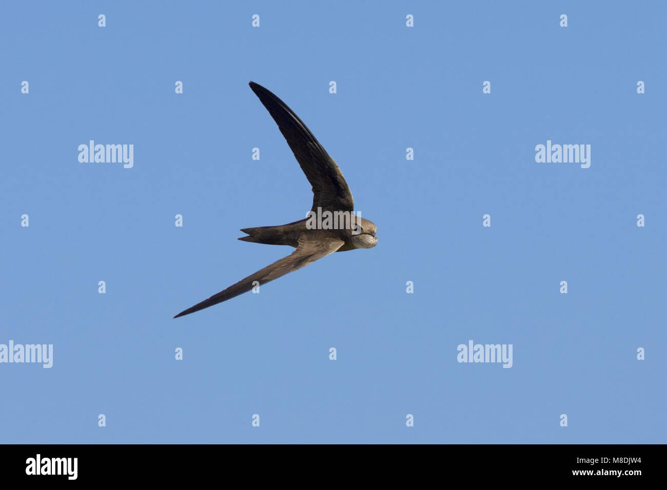 Common Swift flying; Gierzwaluw vliegend Stock Photo - Alamy
