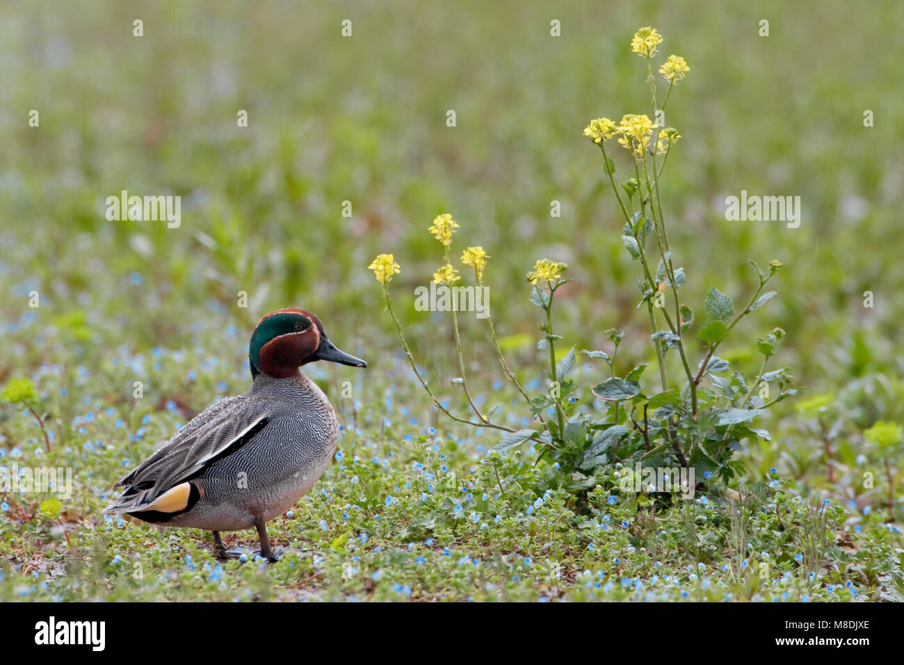 Wintertaling mannetje; Common Teal male Stock Photo - Alamy